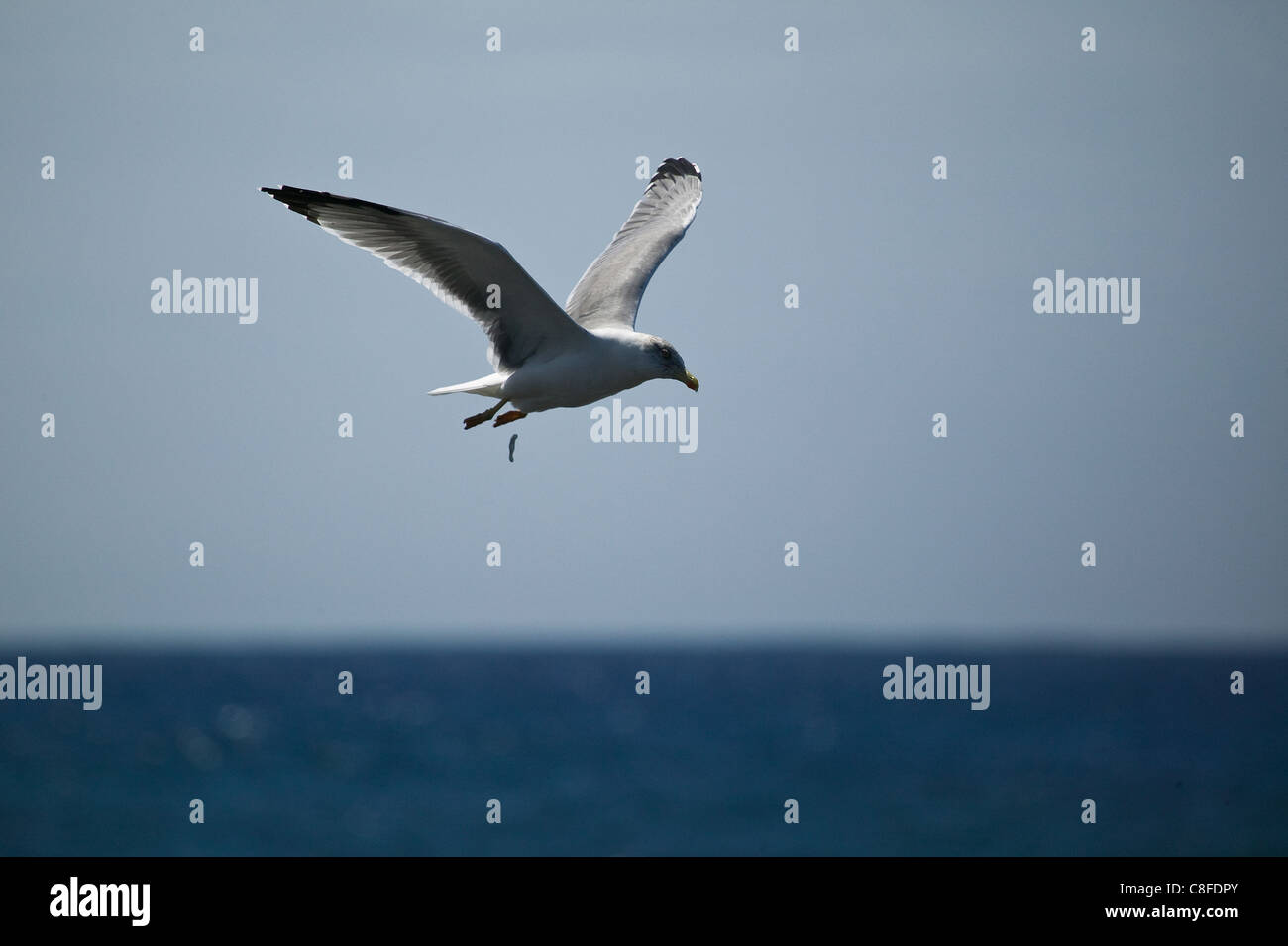 Larus argentatus, El Golfo, sky, seagull, gull, bird, animal, knows ...