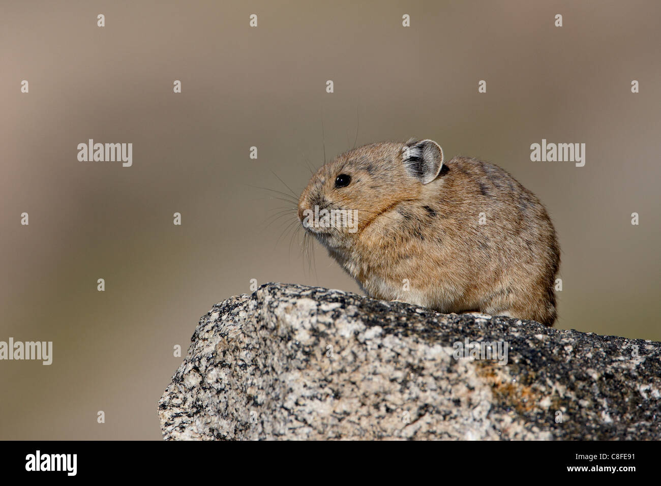 American pika (Ochotona princeps, Mount Evans, Colorado, United States ...