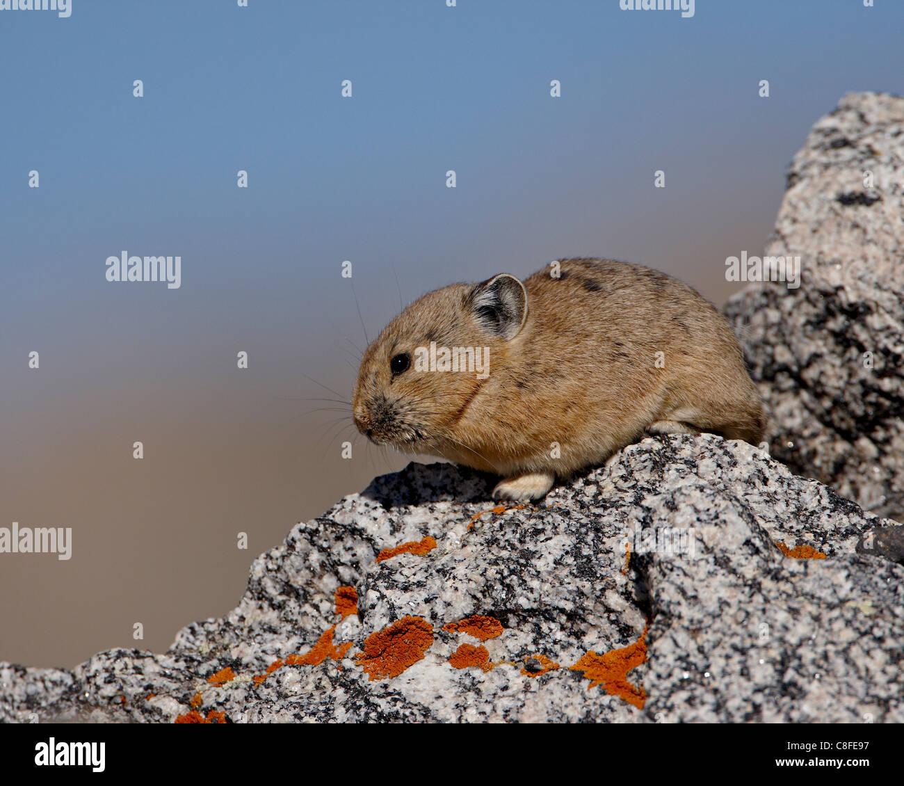 Cute pika hi-res stock photography and images - Alamy