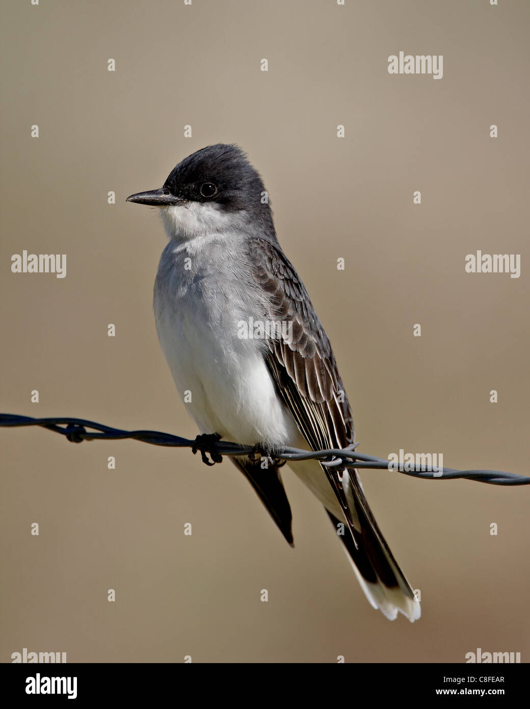 Eastern kingbird (Tyrannus tyrannus, Pawnee National Grassland ...