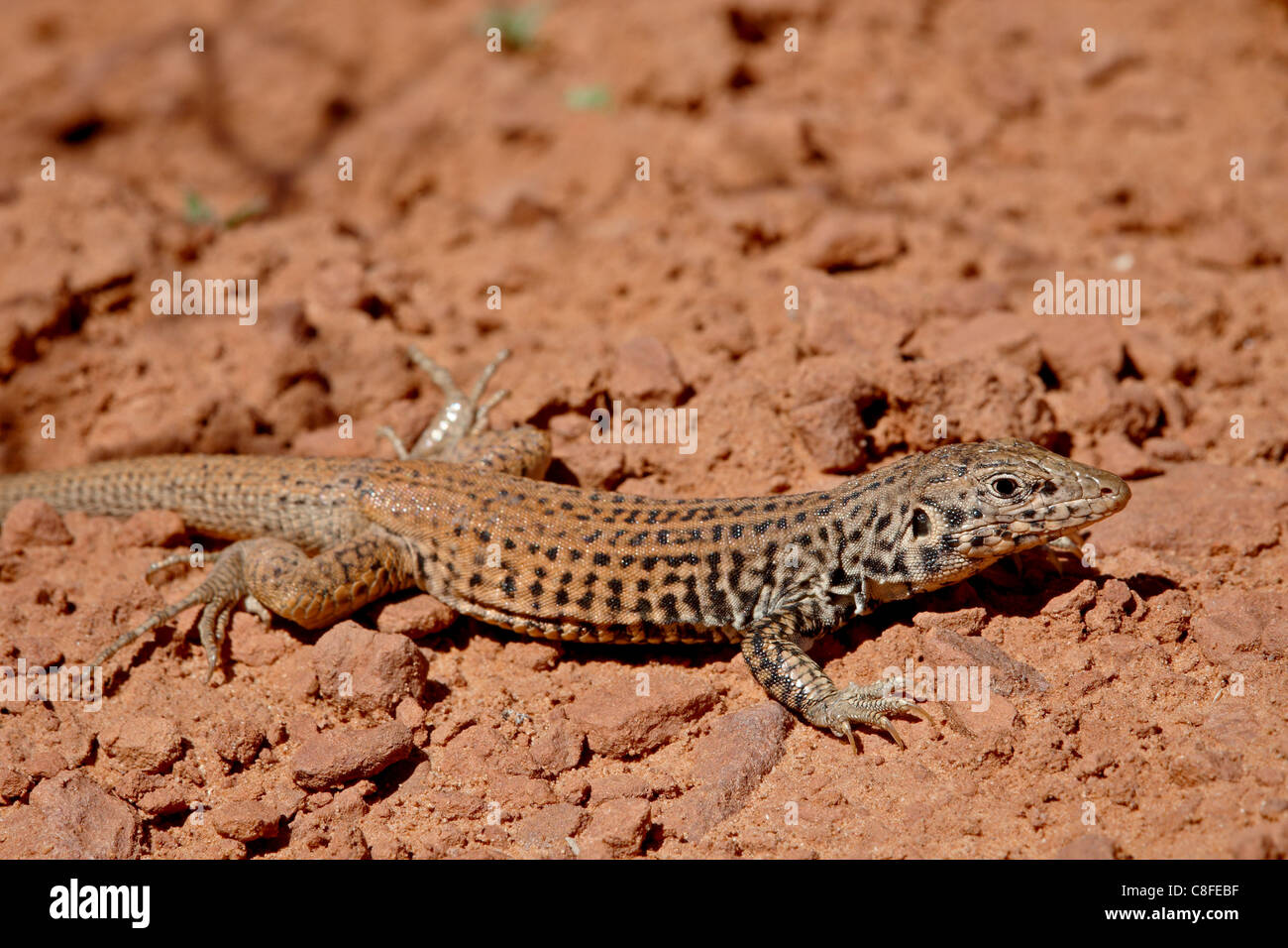 Western Whiptail Lizard