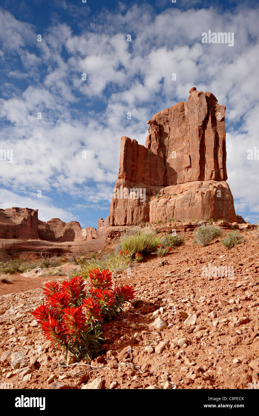 Rock formation common paintbrush castilleja hi-res stock photography ...
