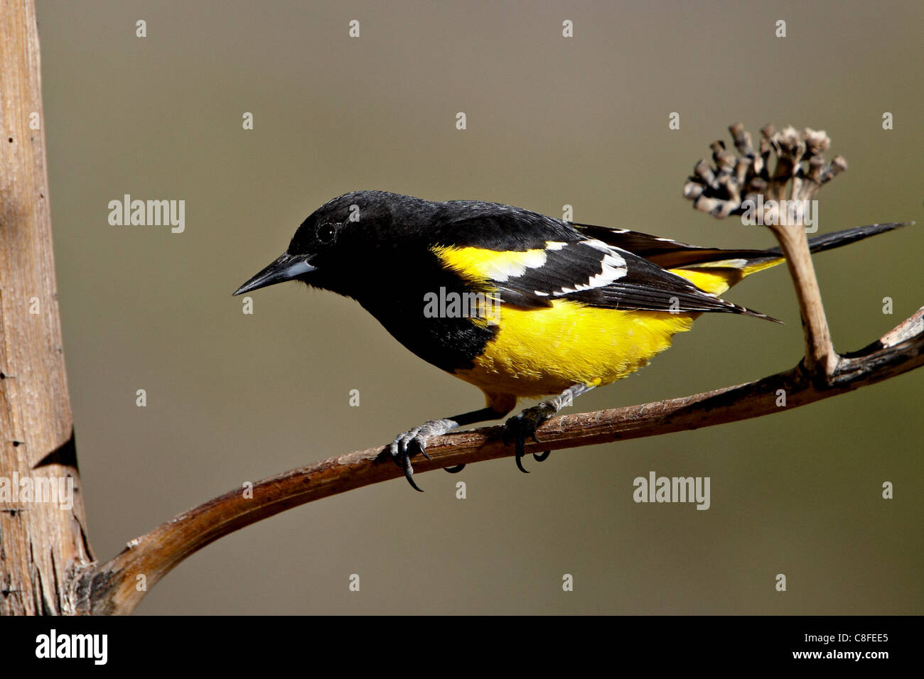 Male Scotts oriole (Icterus parisorum, Chiricahuas, Coronado National ...