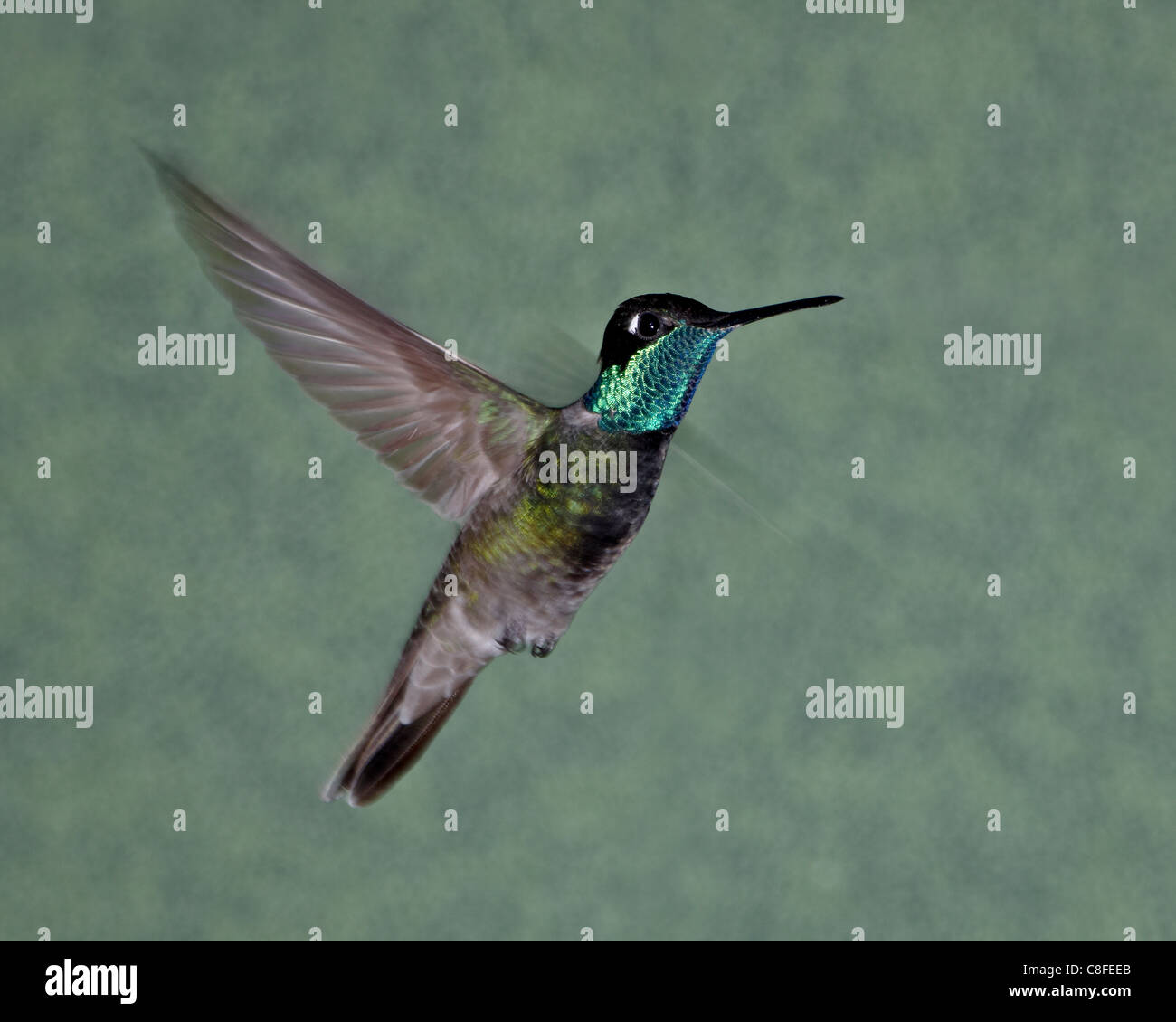 Male magnificent hummingbird (Eugenes fulgens) in flight, Chiricahuas ...