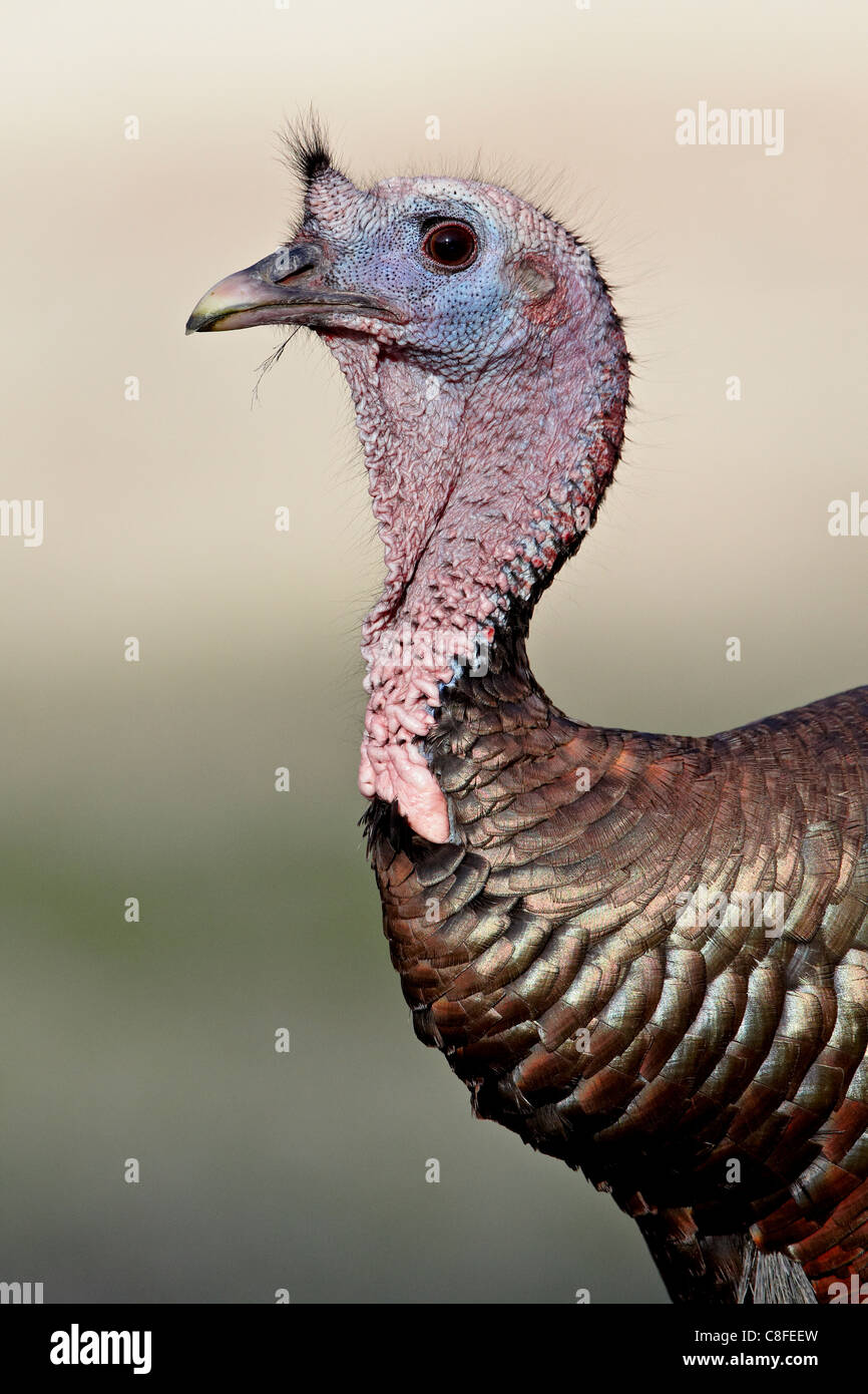 Wild turkey (Meleagris gallopavo) gobbler, Chiricahuas, Coronado ...
