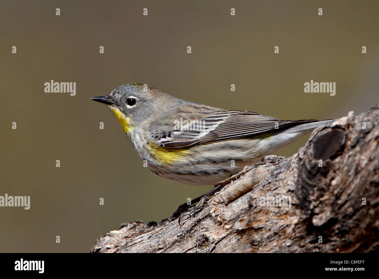 Yellow Rumped Warbler Audubon