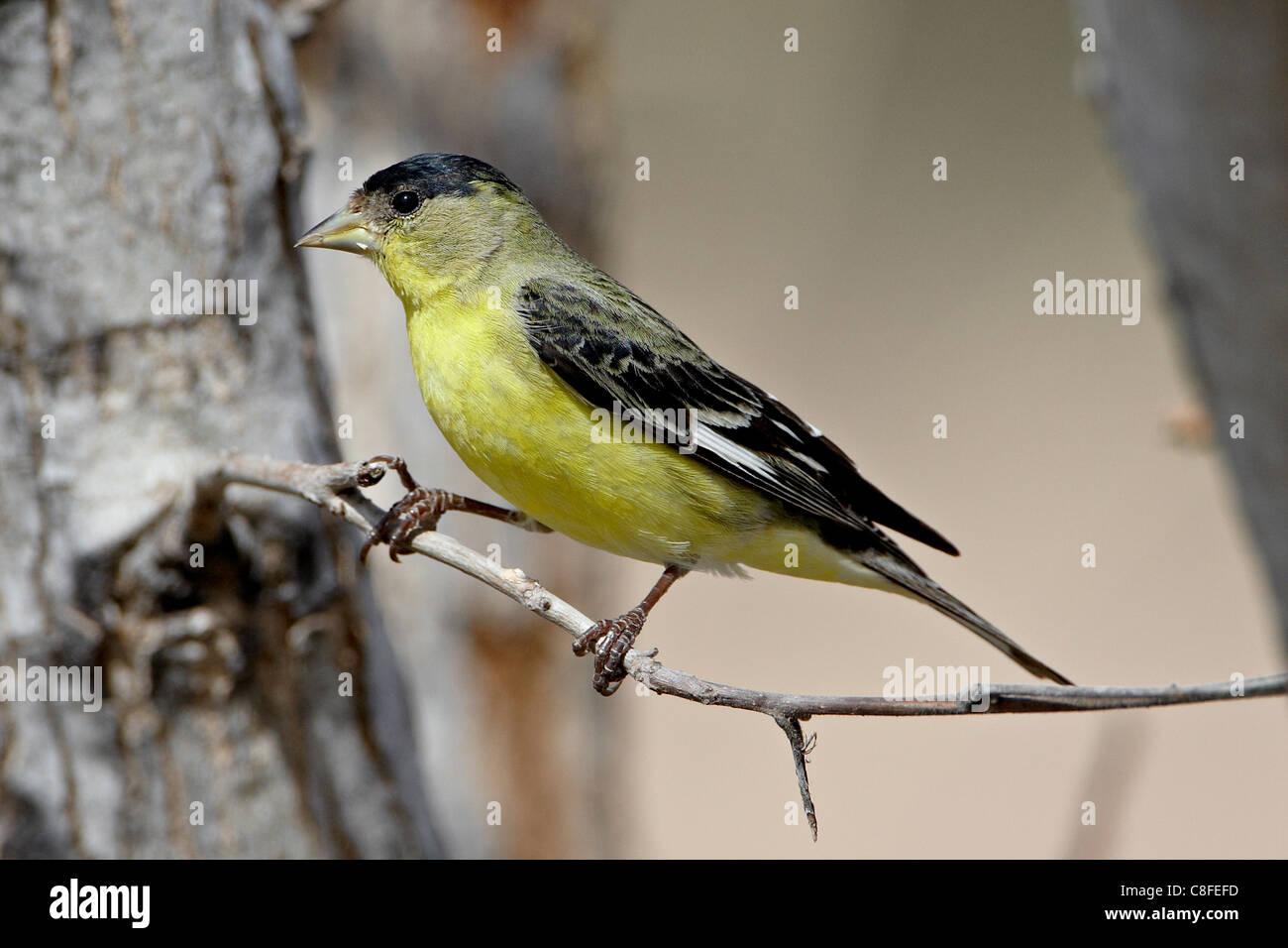 Male lesser goldfinch (Carduelis psaltria, Patagonia-Sonoita Creek ...