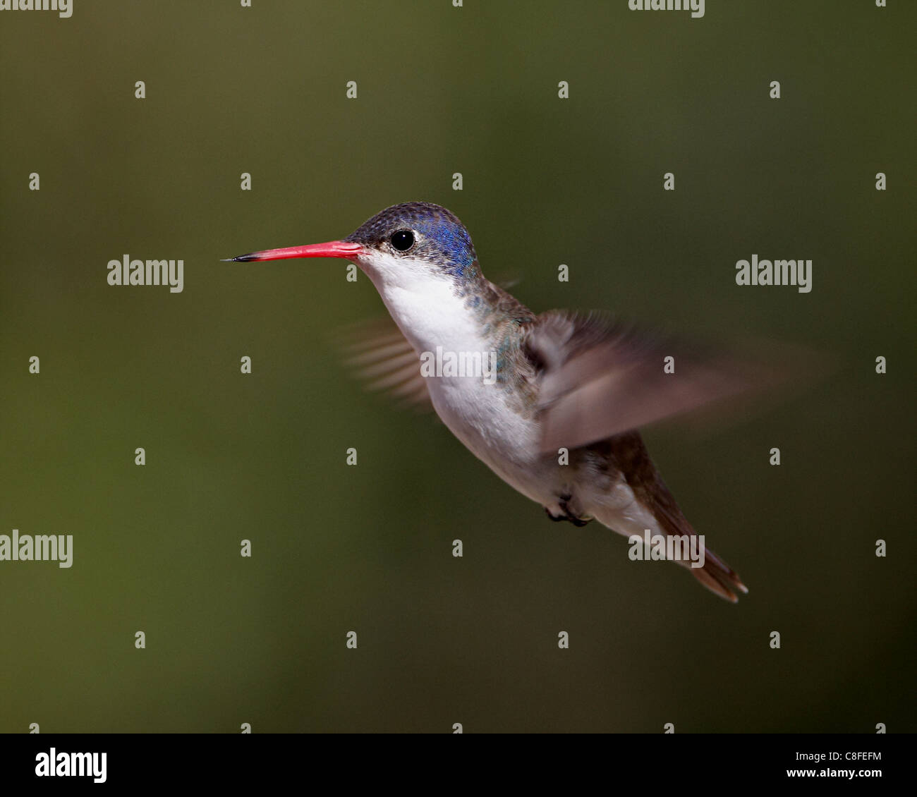 Violet Crowned Hummingbird