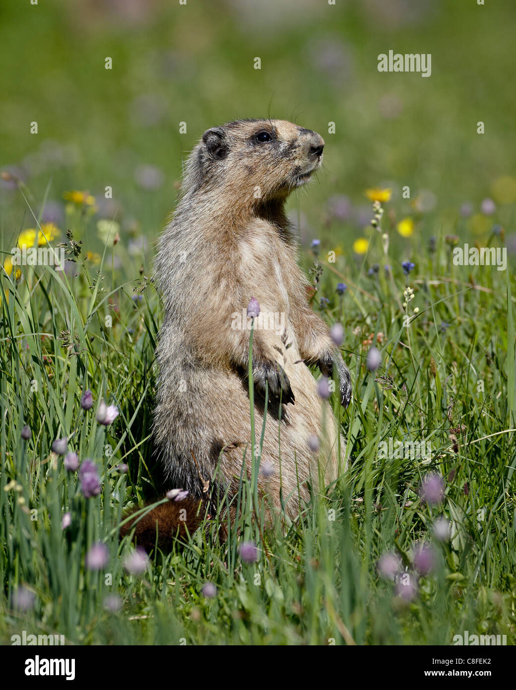 Marmot hi-res stock photography and images - Alamy