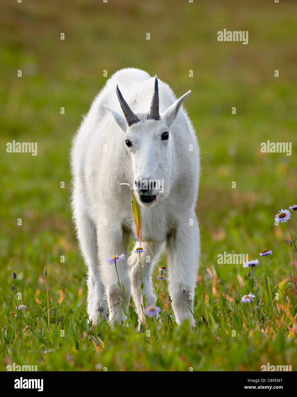 Mountain goat (Oreamnos americanus) eating, Glacier National Park ...