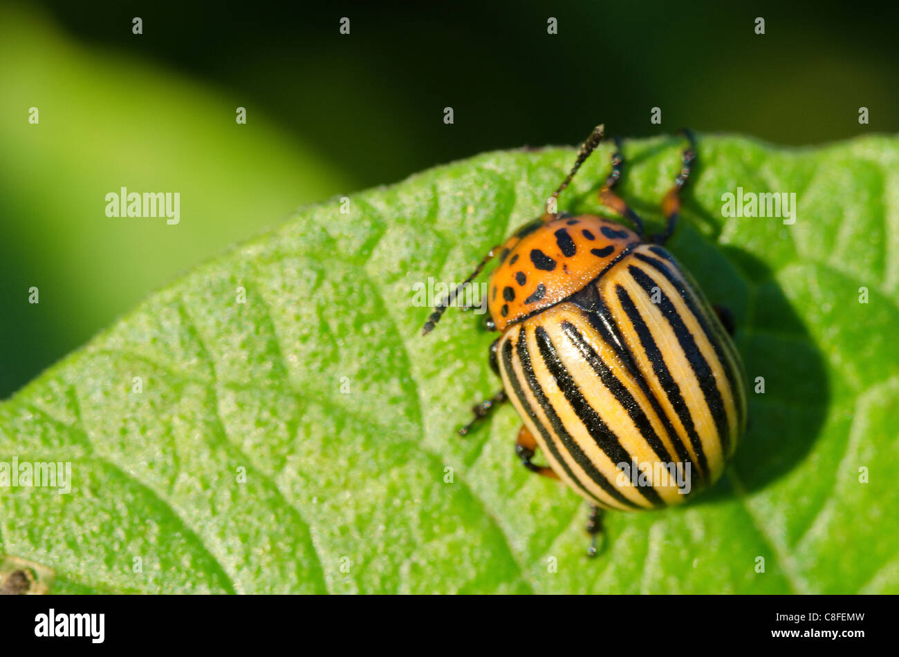 Beetle foot hi-res stock photography and images - Alamy