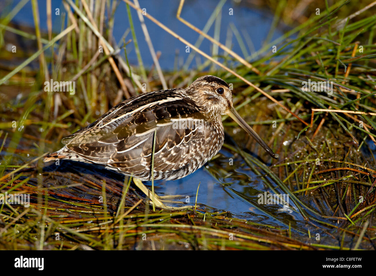 Common snipe (Gallinago gallinago, Arapaho National Wildlife Refuge ...