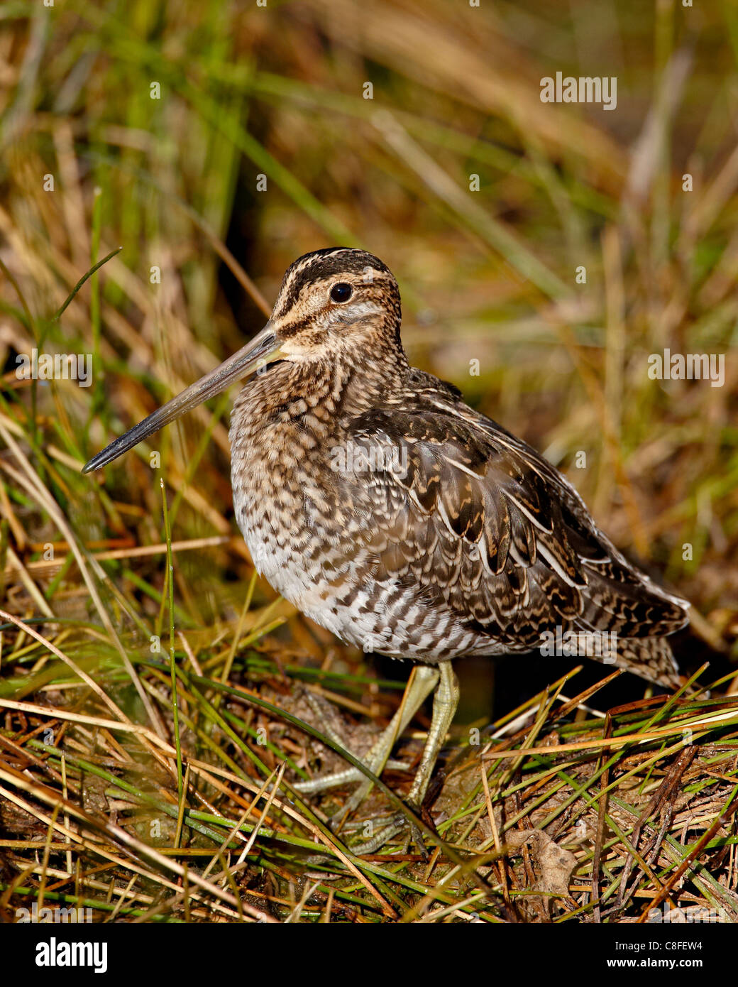 Common snipe (Gallinago gallinago, Arapaho National Wildlife Refuge ...