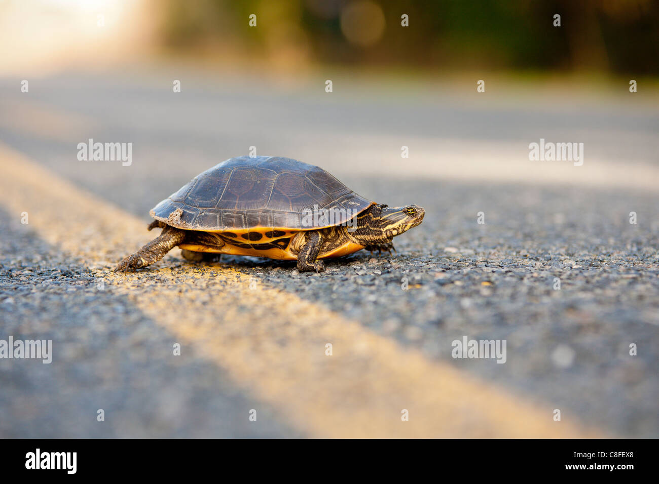 Peninsula cooter (Pseudemys floridana peninsularis) turtle near center ...