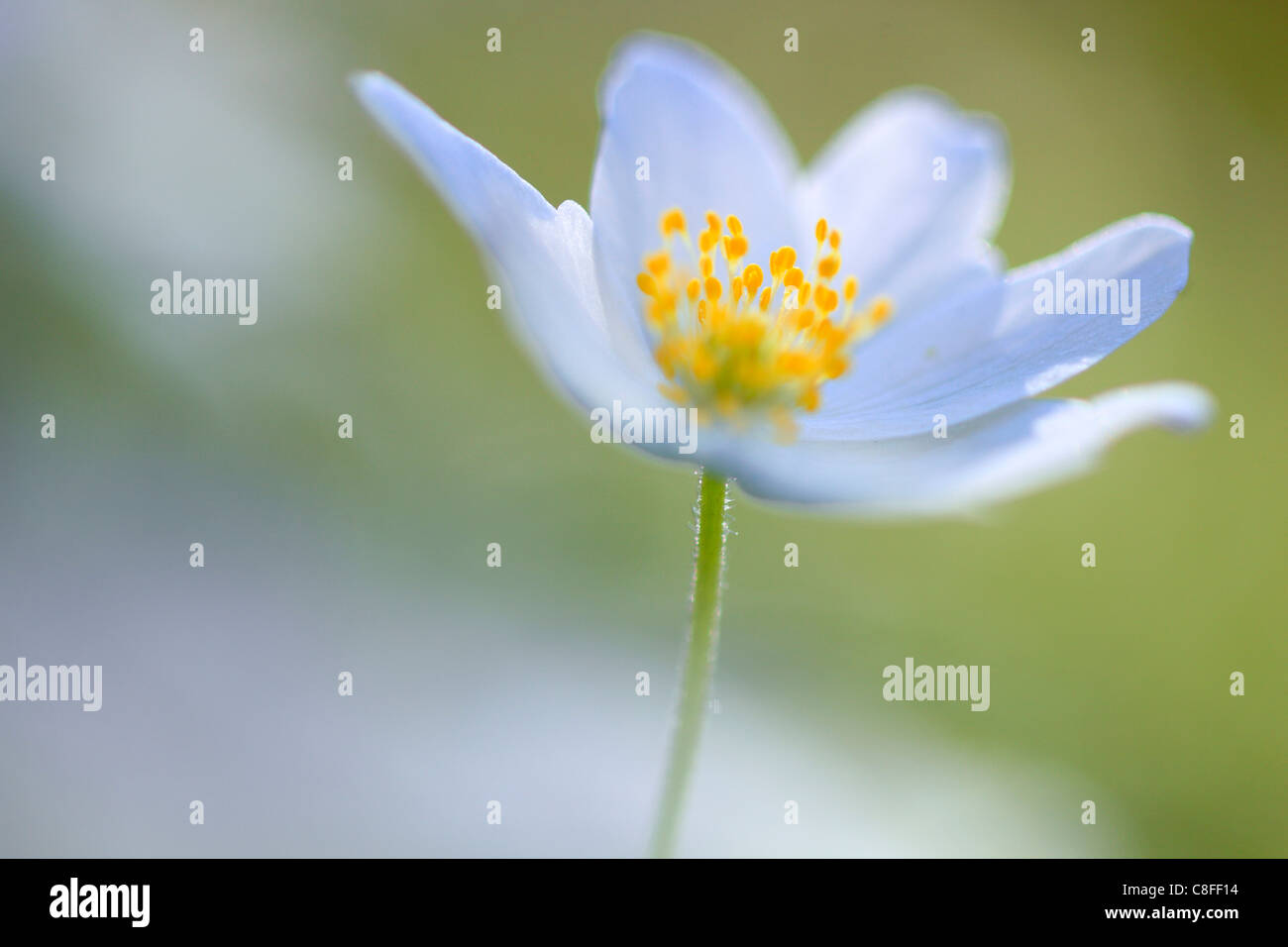 Anemone nemorosa, flower, blossom, flourish, flower center, wood ...