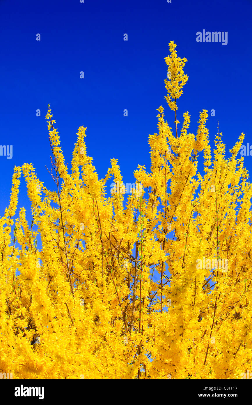Bush, Shrub, Forsythia, Forsythia intermedia, forsythia, forsythias ...