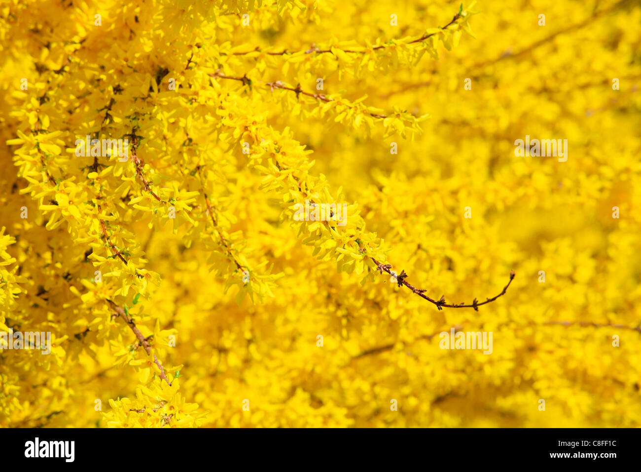 Cutting, Part, bush, shrub, Forsythia, Forsythia intermedia, forsythia ...
