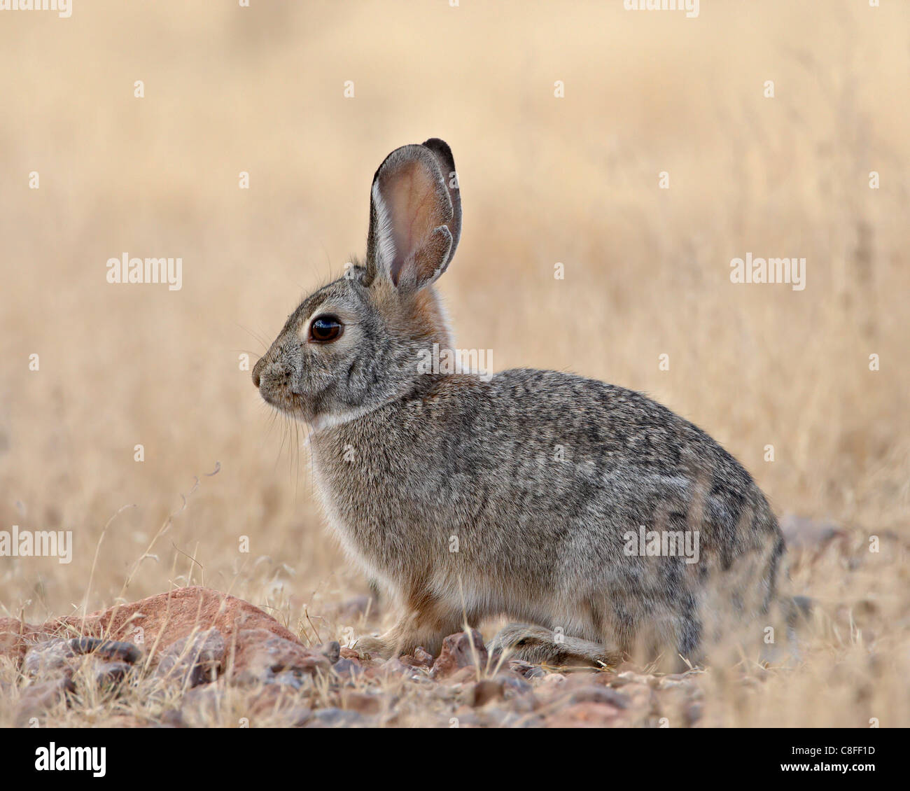 Desert cottontail (Sylvilagus audubonii, Rockhound State Park, New ...