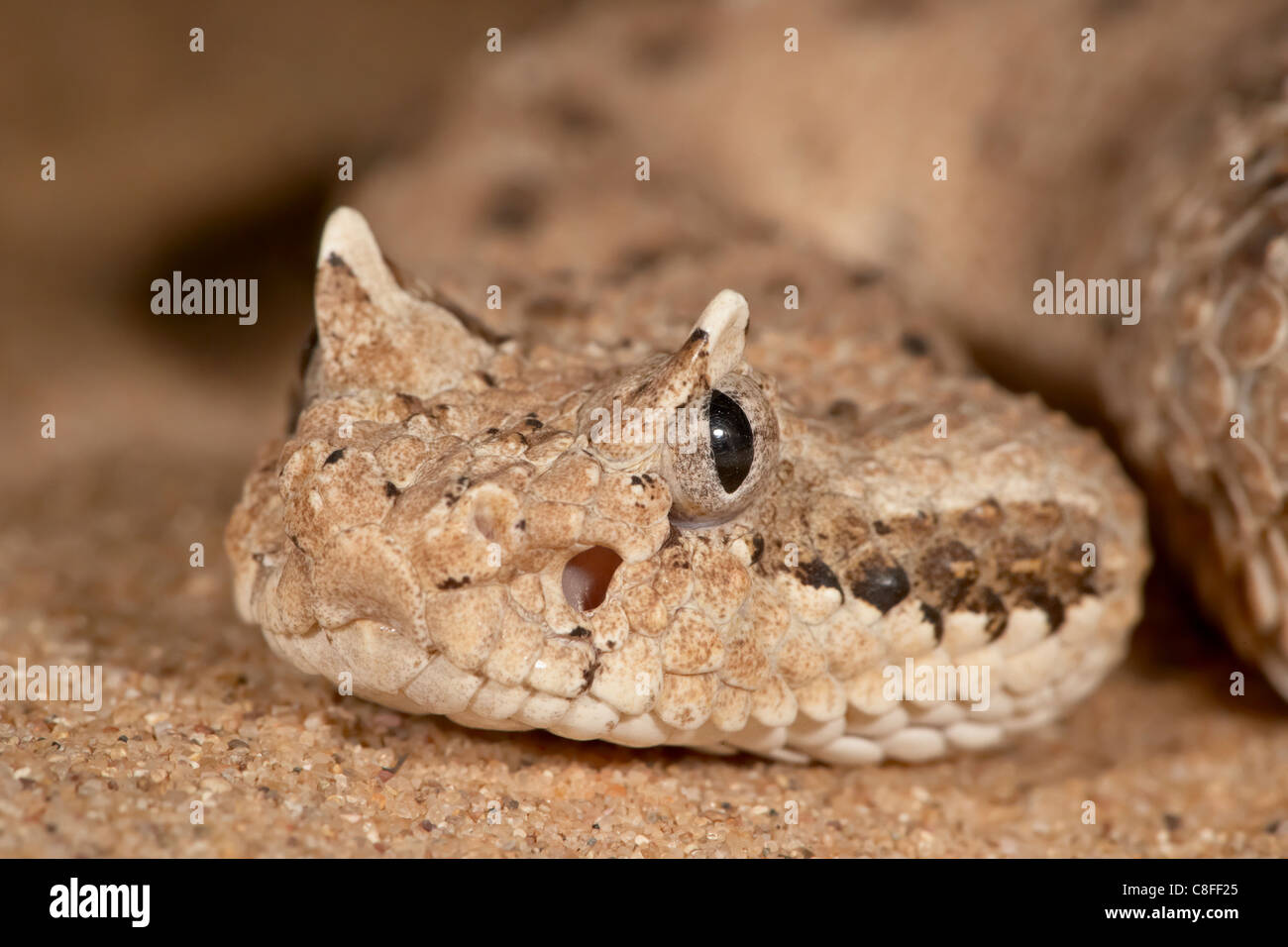 Sidewinder Snake Logo