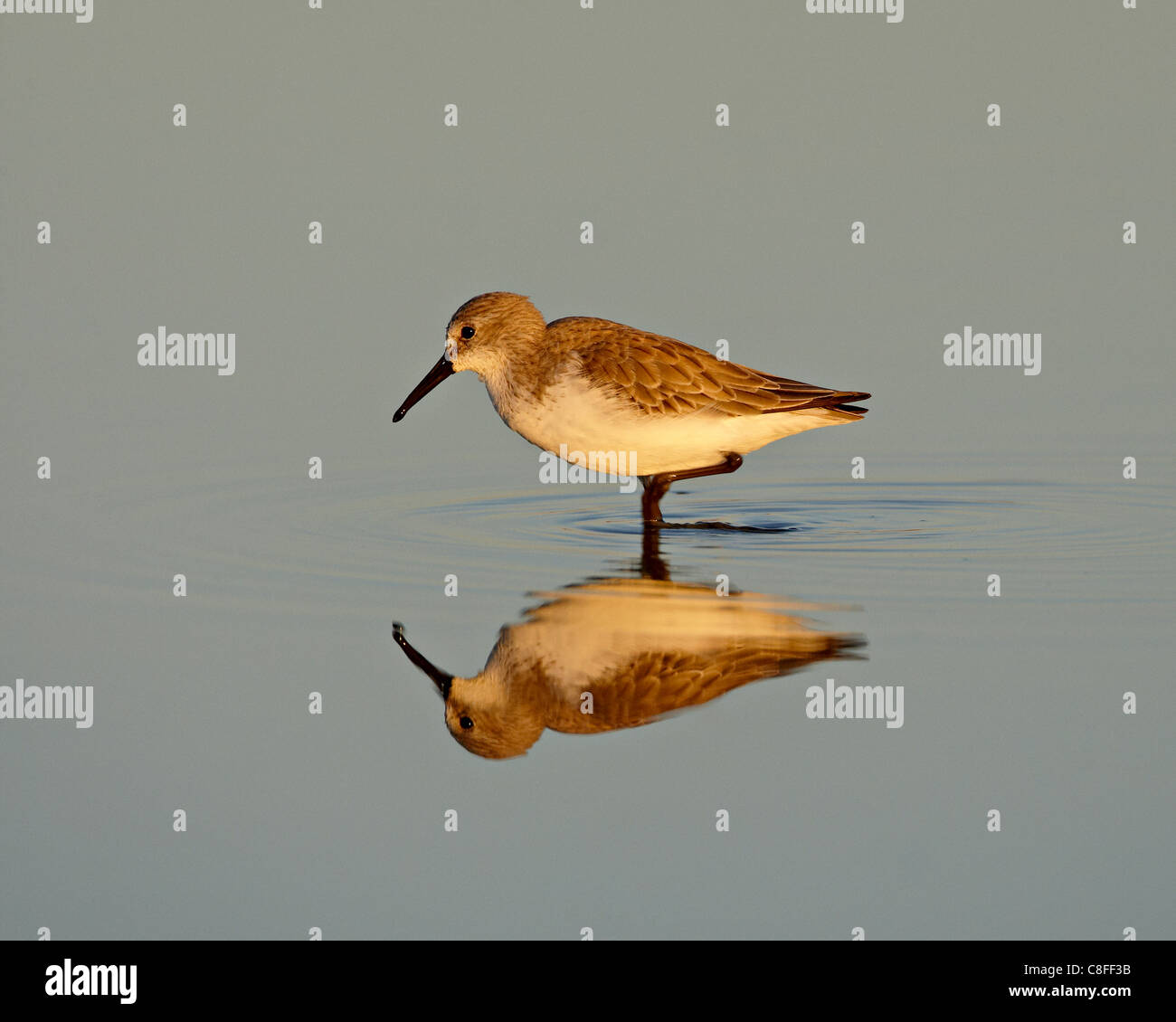 Wading into sea hi-res stock photography and images - Alamy