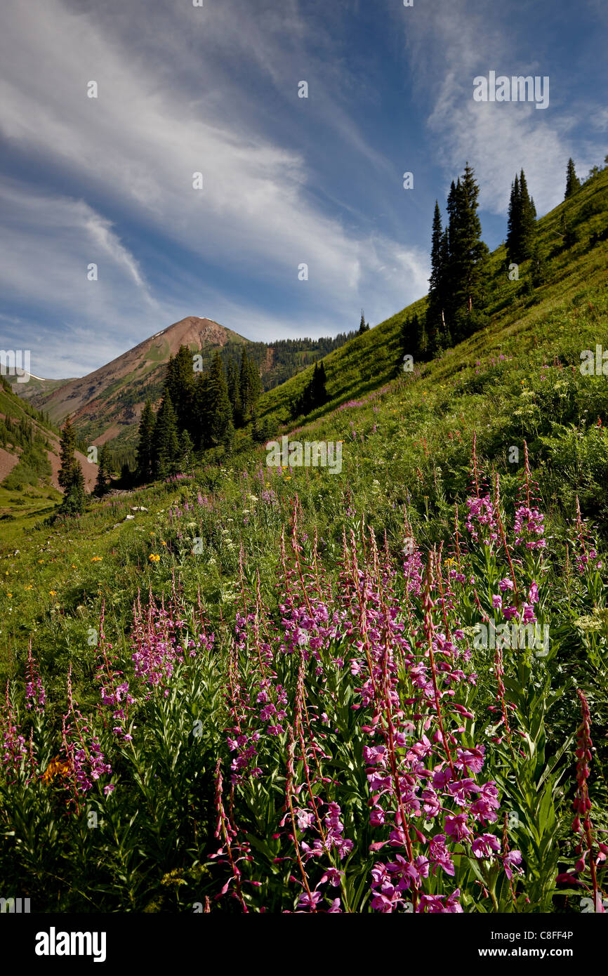 Fireweed (Chamerion angustifolium) blooming in an alpine meadow ...