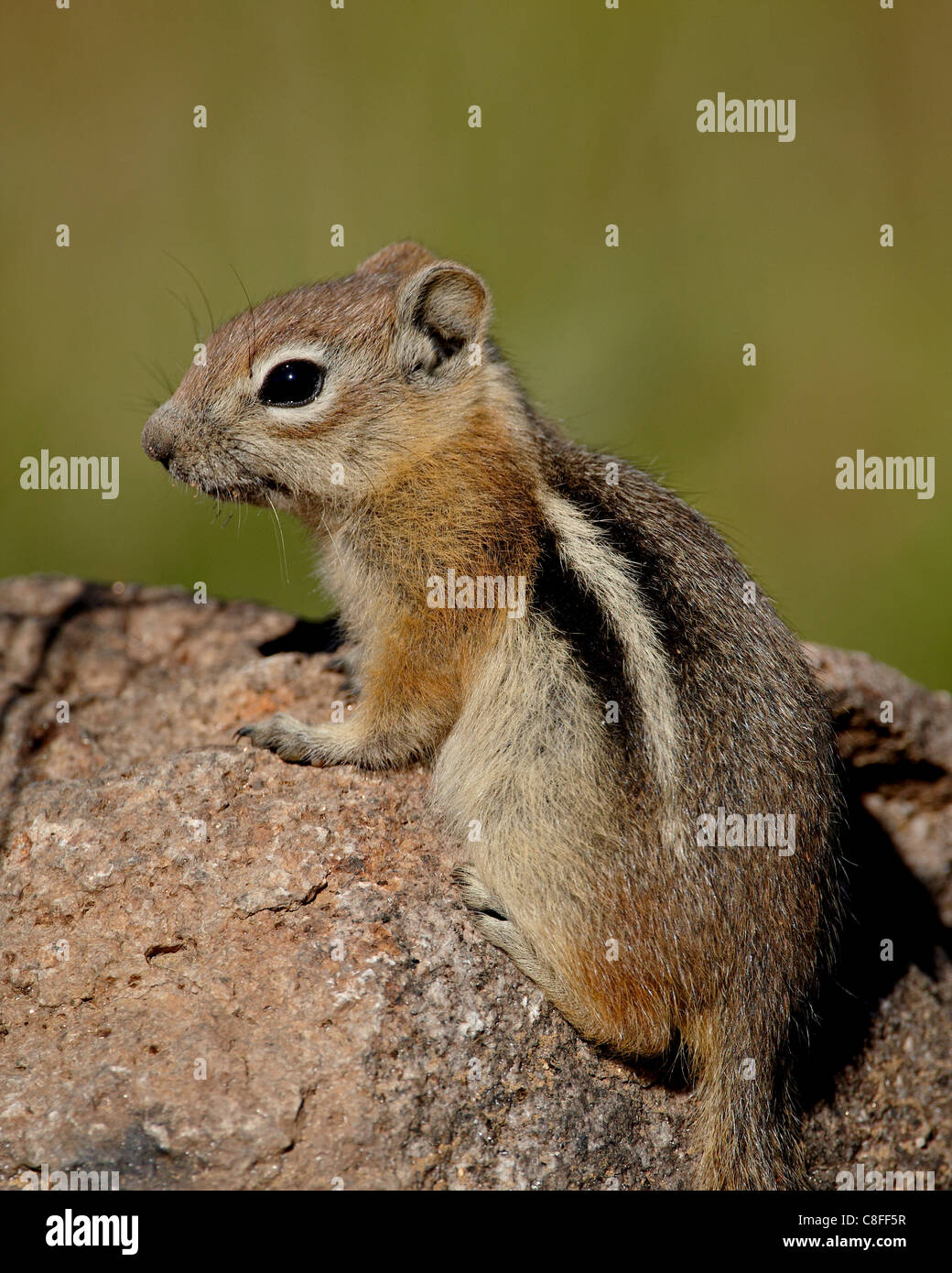 Golden-mantled squirrel (Citellus lateralis, Routt National Forest ...