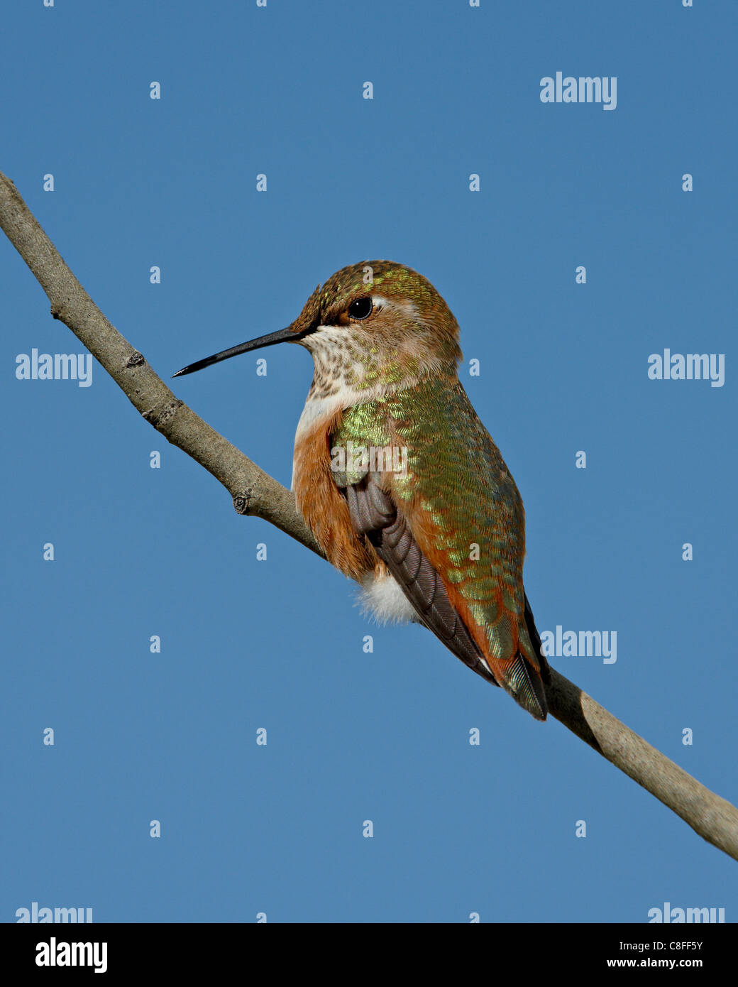 Female hummingbird hi-res stock photography and images - Alamy