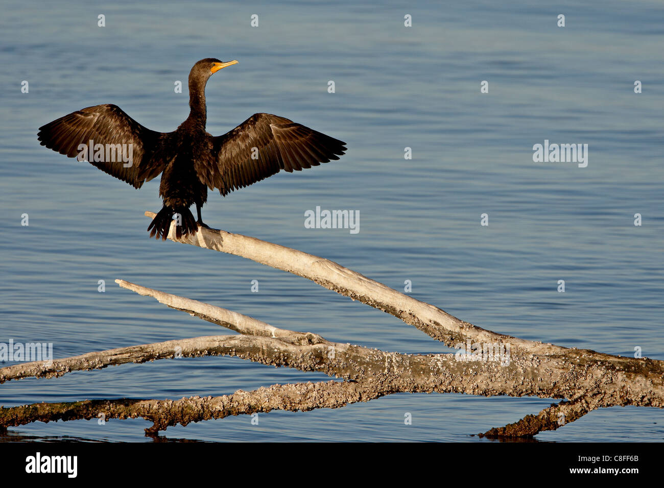 Double Crested Cormorant Male