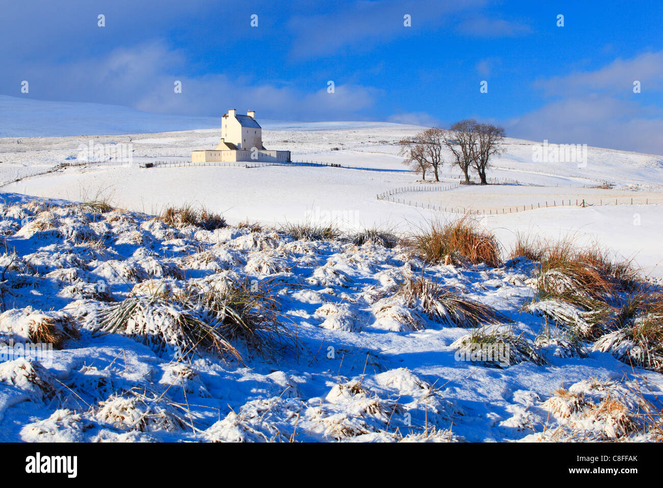 Evening, dusk, view, tree, mountain, trees, Cairngorms, highlands ...