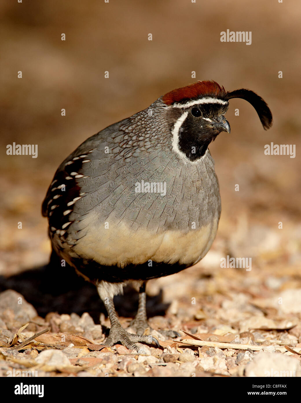Himalayan Quail