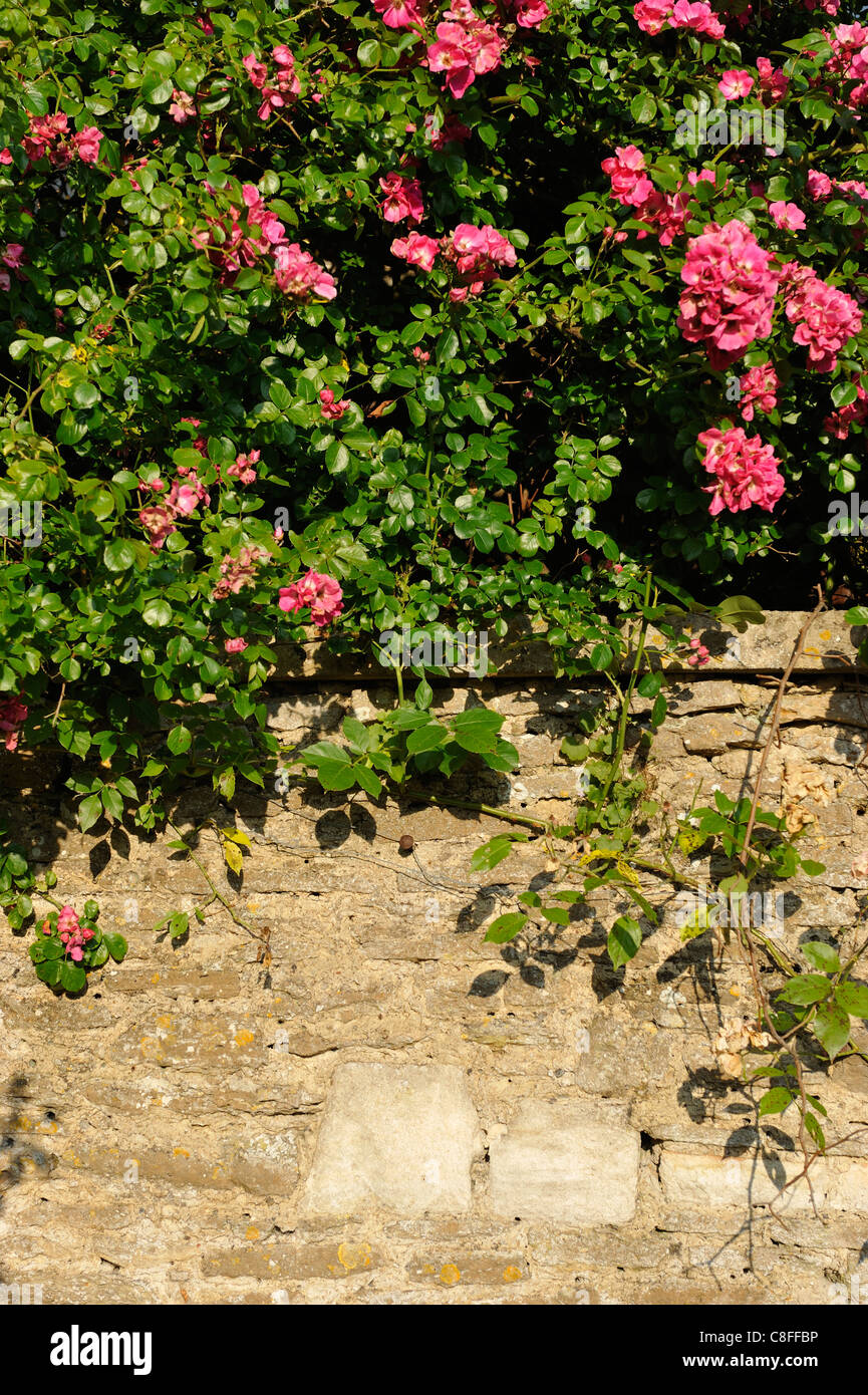 Roses manor farm hi-res stock photography and images - Alamy