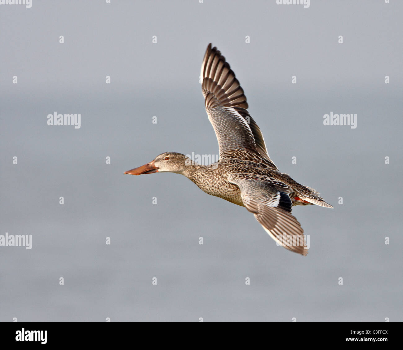 Northern shoveler hen hi-res stock photography and images - Alamy