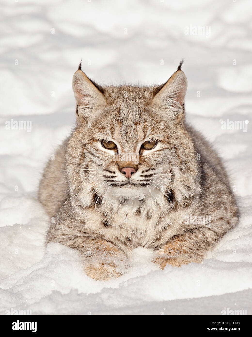 Bobcat (Lynx rufus) in the snow, in captivity, near Bozeman, Montana ...