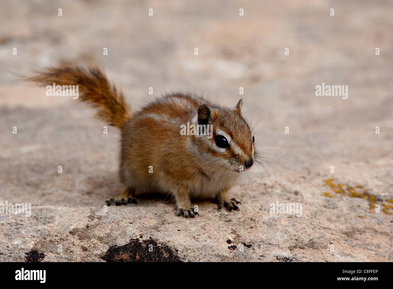 Cliff Chipmunk (Eutamias dorsalis, Capitol Reef National Park, Utah ...