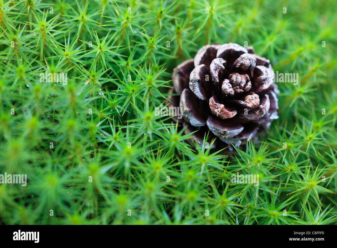 Cairngorms, detail, Haircap moss, pine, pine cone, macro, moss, pattern ...
