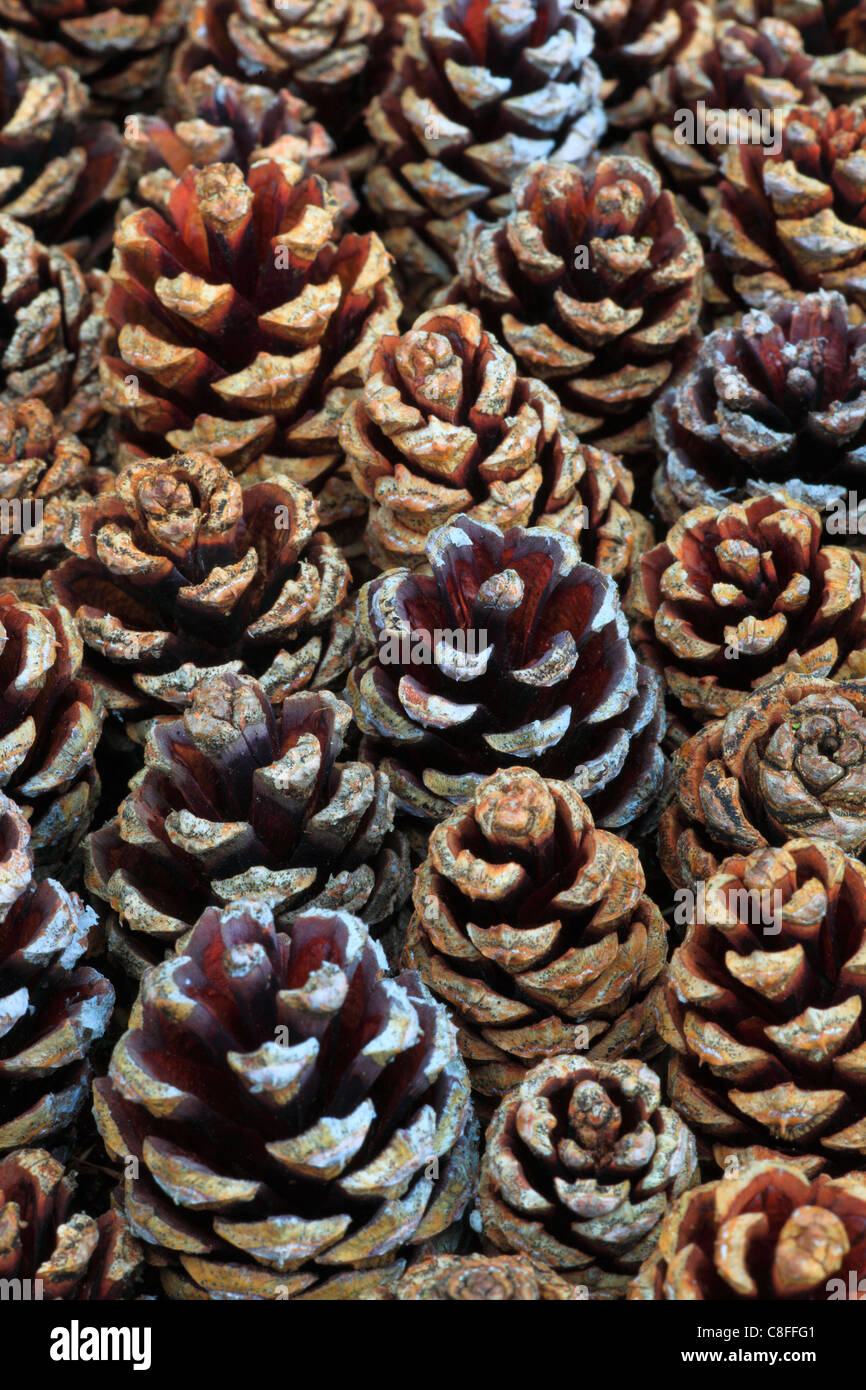 Pine plug hi-res stock photography and images - Alamy