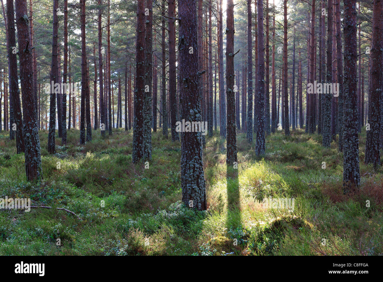 National forest tree cutting hi-res stock photography and images - Alamy