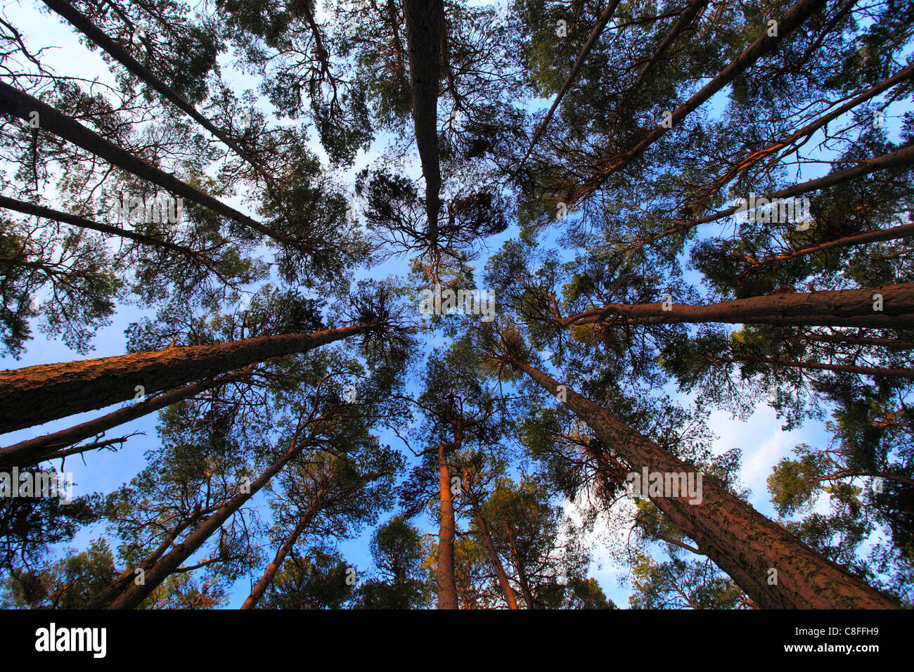 Tree, trunk, trunks, trees, Cairngorms, frog perspective, sky, pine ...