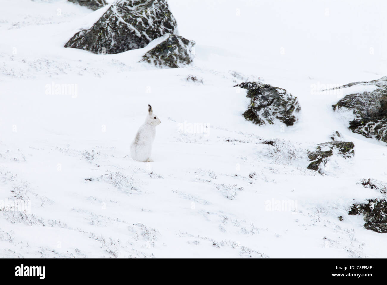 Alps, alpine, fauna, mountain, mountains, Cairngorms, ice, fauna, fur ...