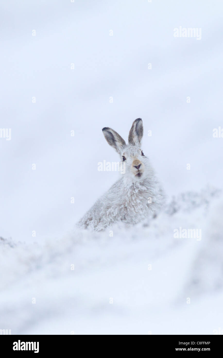 Alps, alpine, fauna, mountain, mountains, Cairngorms, ice, fauna, fur ...