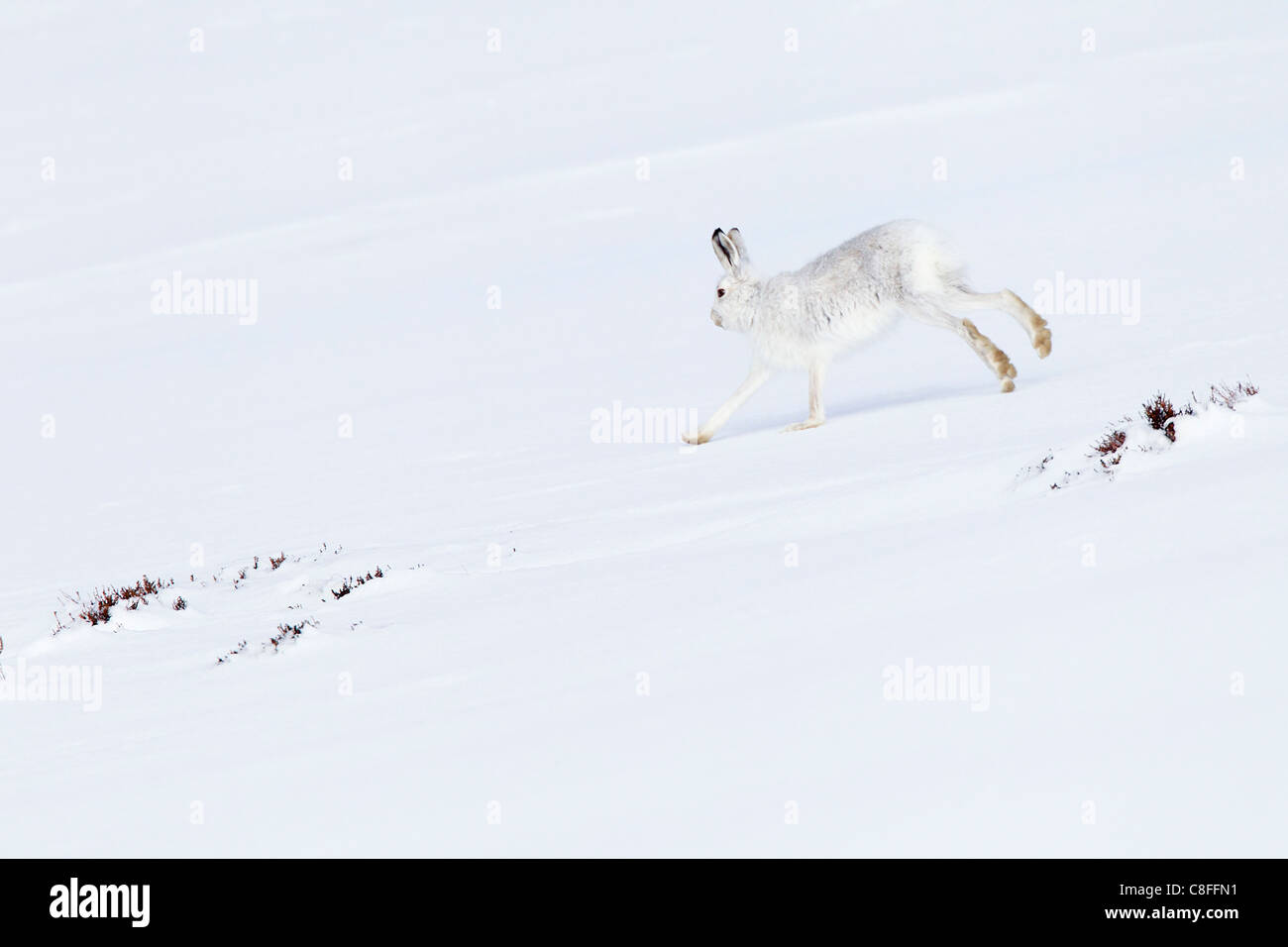 1, Alps, alpine, fauna, mountain, mountains, Cairngorms, ice, fauna ...