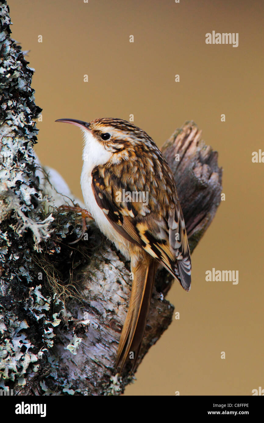 Short toed tree creepers High Resolution Stock Photography and Images ...