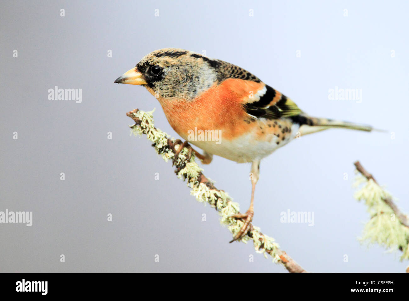 Mountain finch scotland hi-res stock photography and images - Alamy