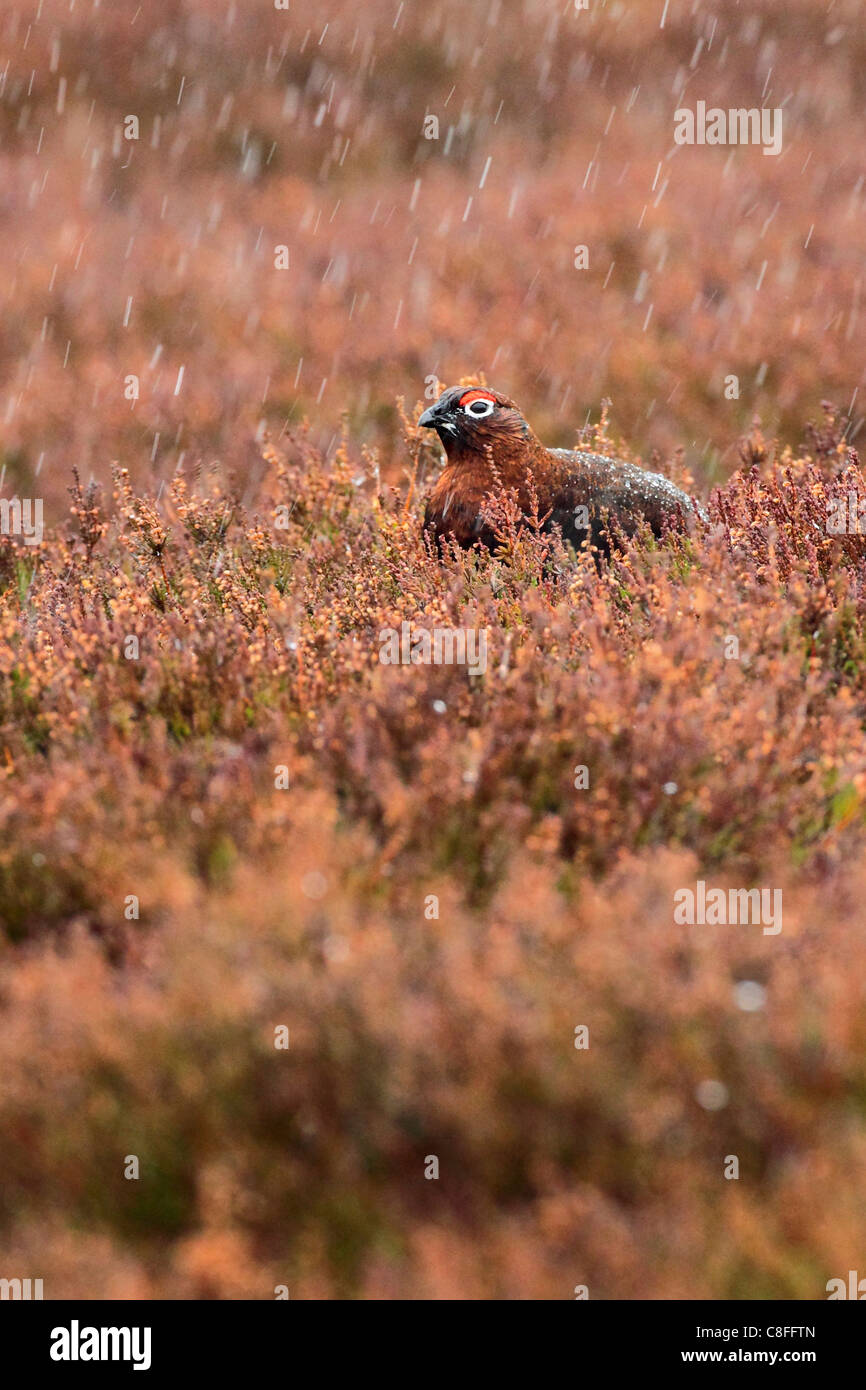 Alps, mountain, mountains, Cairngorms, mountains, chicken, hen, Lagopus ...