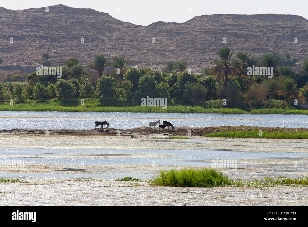 Six donkeys grazing on a small island on the Nile with mud flats in ...