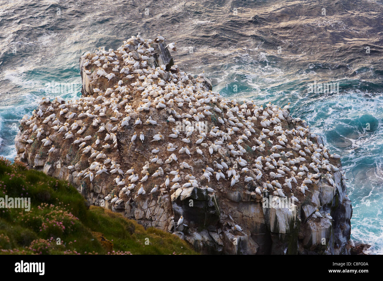Gannet colony (Sula bassana) at Langanes, Langanes peninsula, North ...