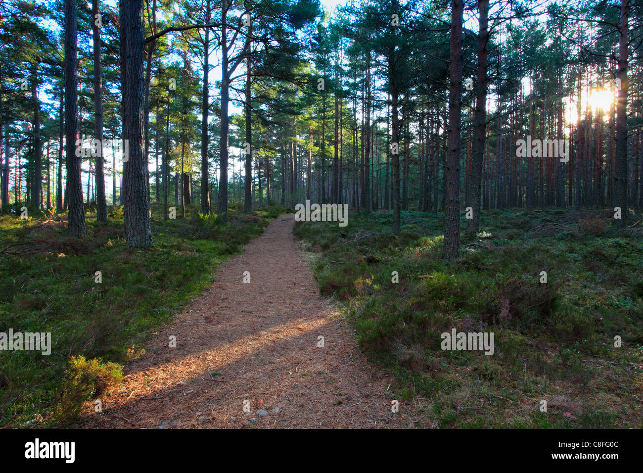 Scotland, Great Britain, way, trees, wood, forest, inside, nature ...