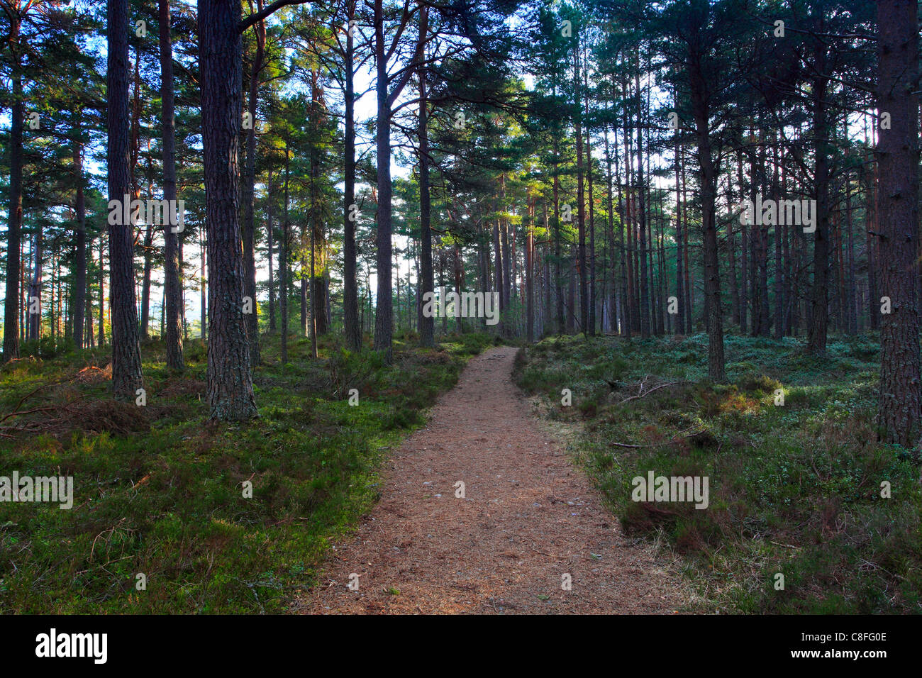 Scotland, Great Britain, way, trees, wood, forest, inside, nature ...