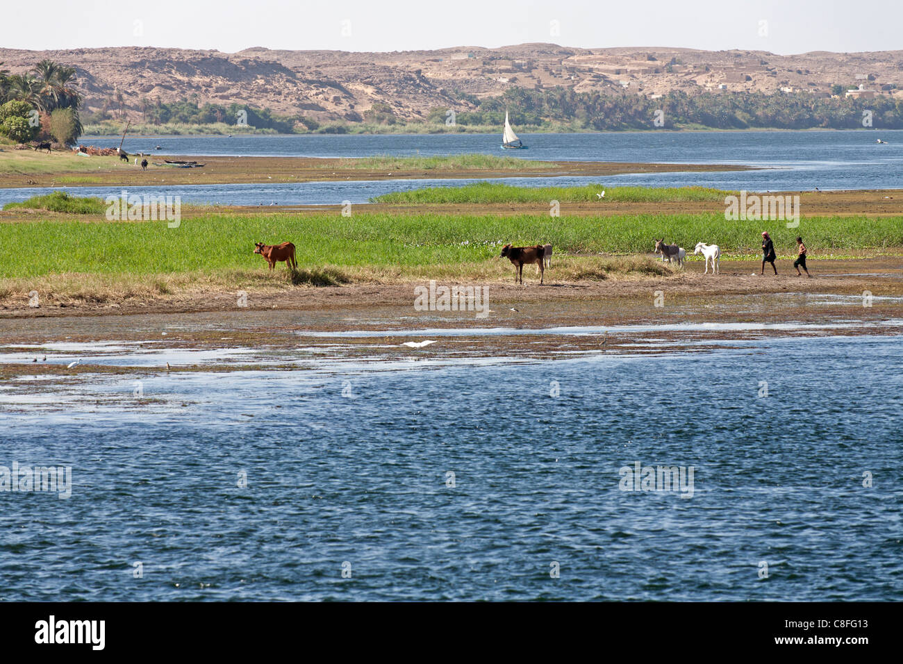 Desert Cattle Stock Photos & Desert Cattle Stock Images - Alamy