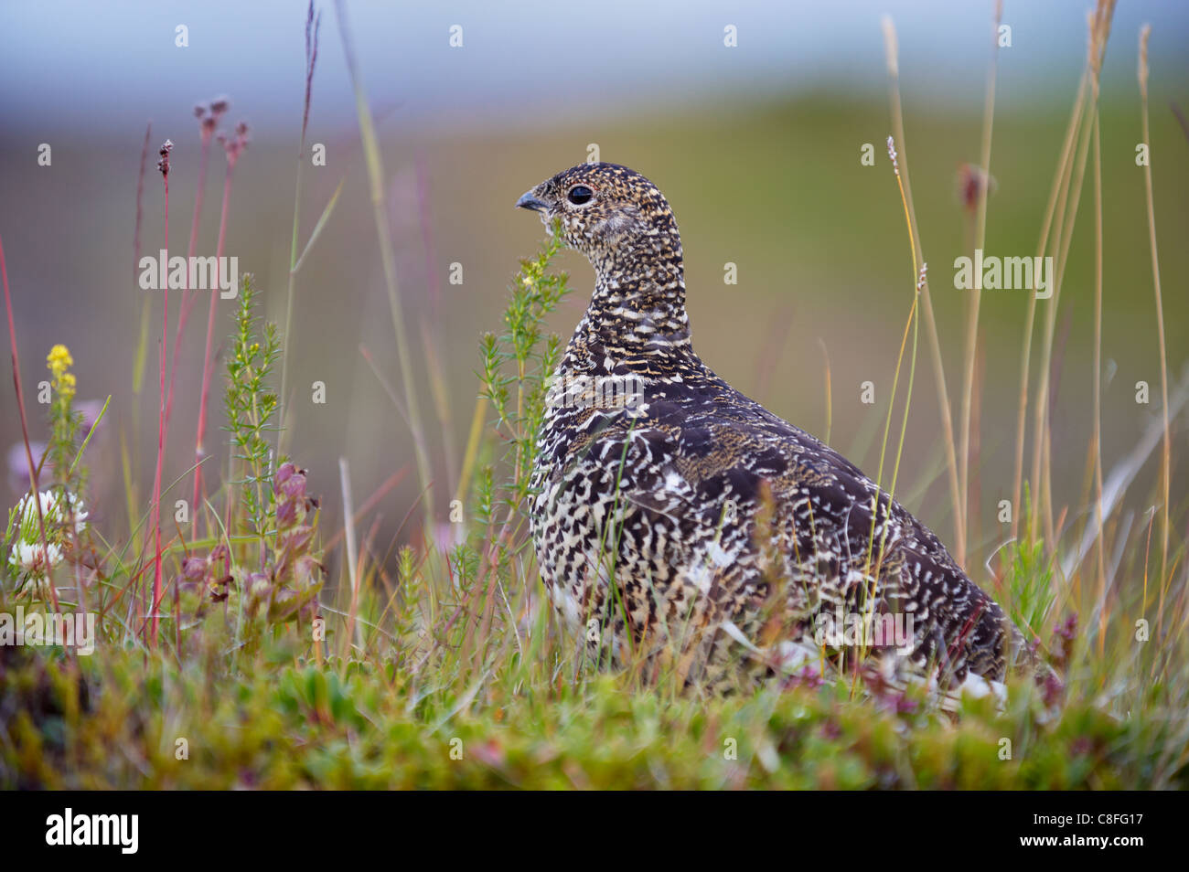 Full summer plumage hi-res stock photography and images - Alamy